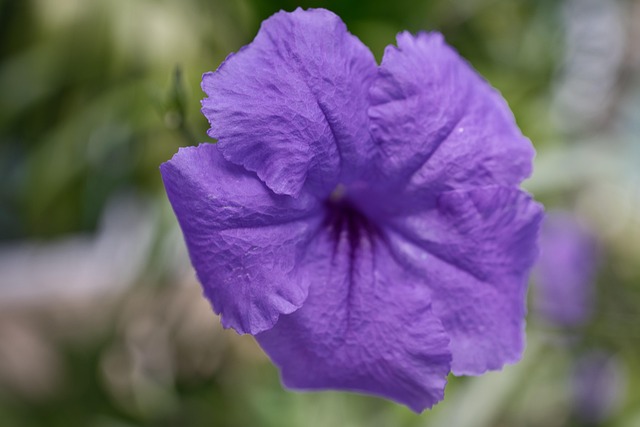 Botany Nature Purple - Free photo on Pixabay - Pixabay