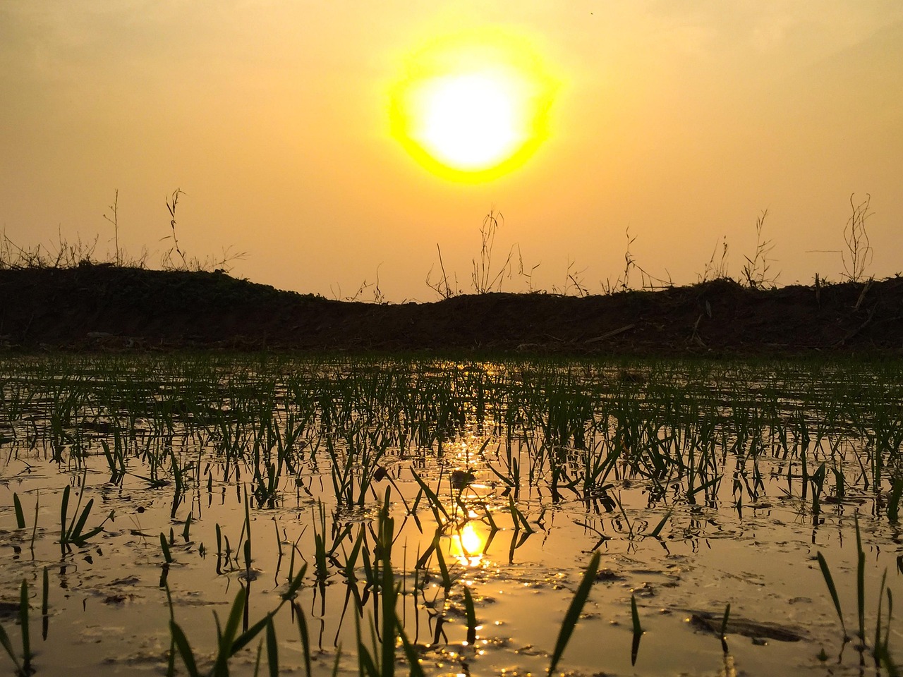 Weizenfeld Weizen Sonnenuntergang - Kostenloses Foto auf Pixabay - Pixabay