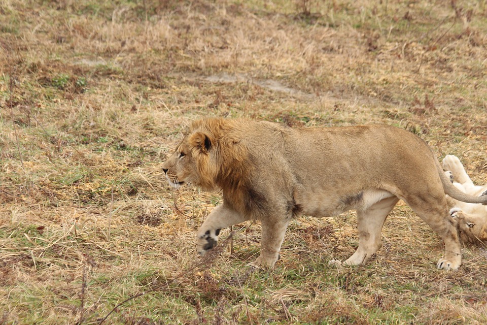 Lion Roi Chat Sauvage Panthera - Photo gratuite sur Pixabay - Pixabay