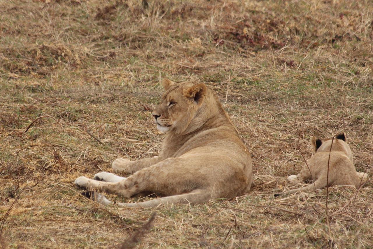 Lions Lion Cub Wild Cat Panthera - Free photo on Pixabay - Pixabay