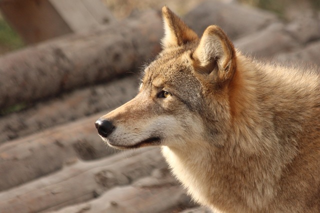 Loup Animaux La Nature Canis - Photo gratuite sur Pixabay - Pixabay