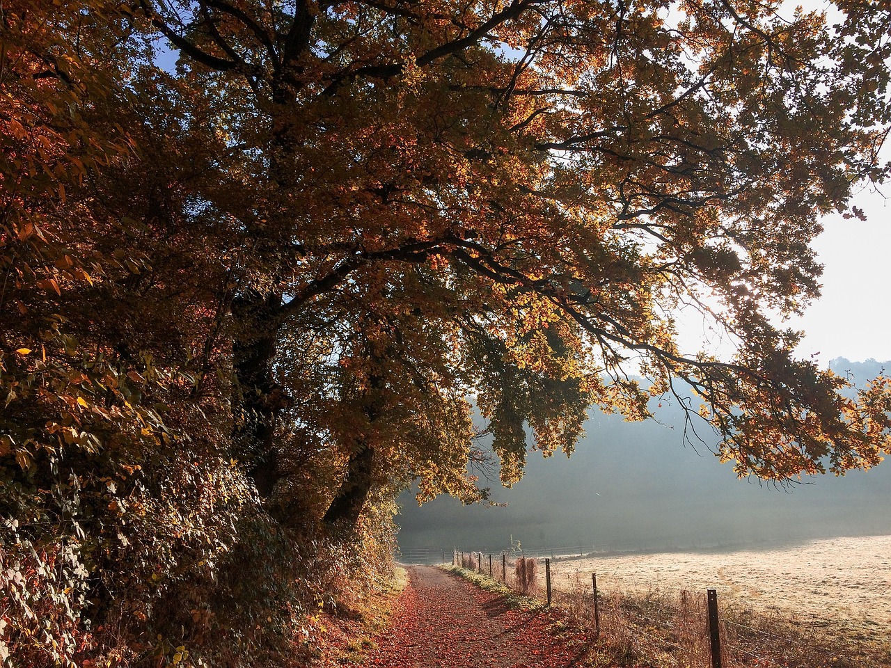 Automn Nature Arbre - Photo gratuite sur Pixabay - Pixabay