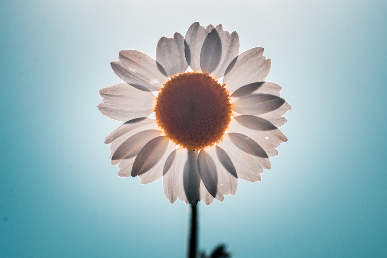 Margarida Flor Planta - Foto gratuita no Pixabay - Pixabay