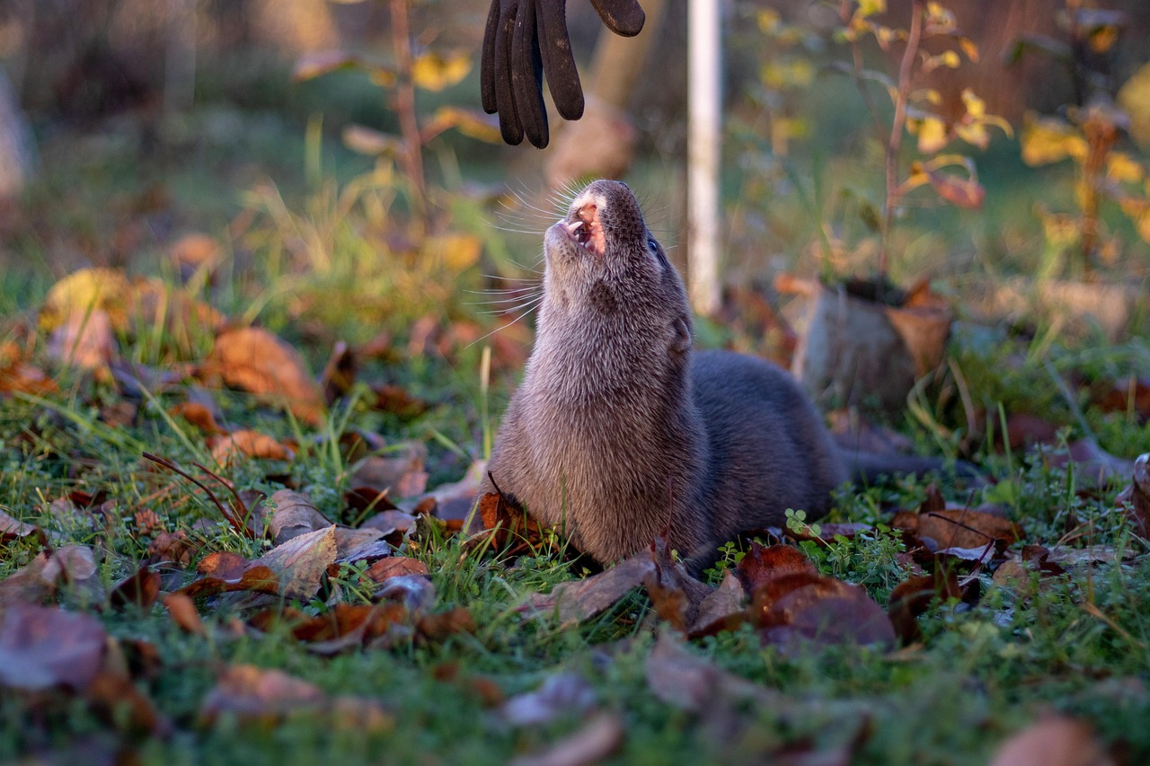 Otter Tier Tierwelt - Kostenloses Foto auf Pixabay - Pixabay