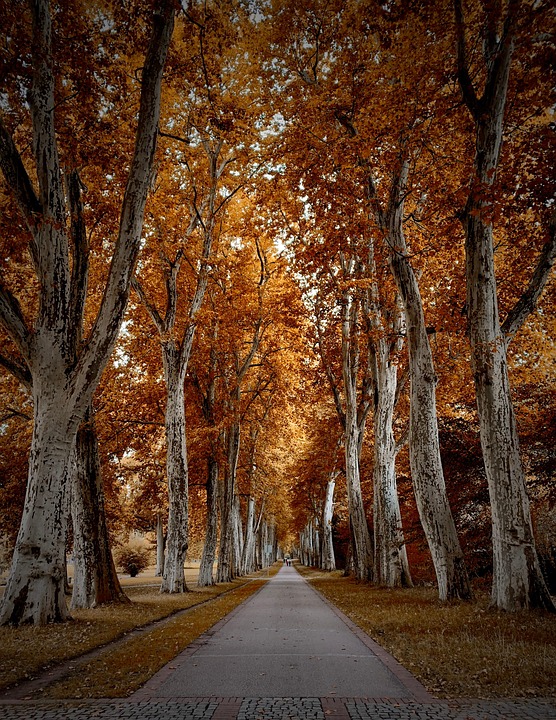 Avenue Path Fall Autumn - Free photo on Pixabay - Pixabay