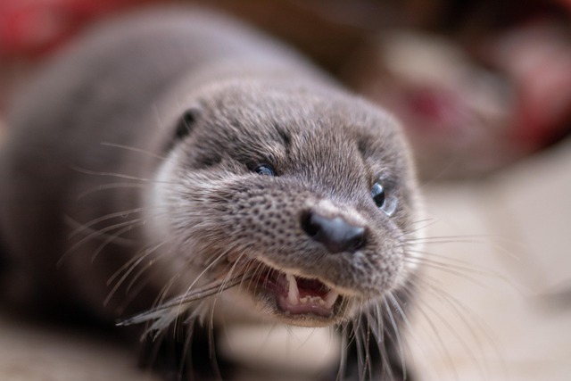 La Loutre Animaux Nature - Photo gratuite sur Pixabay - Pixabay