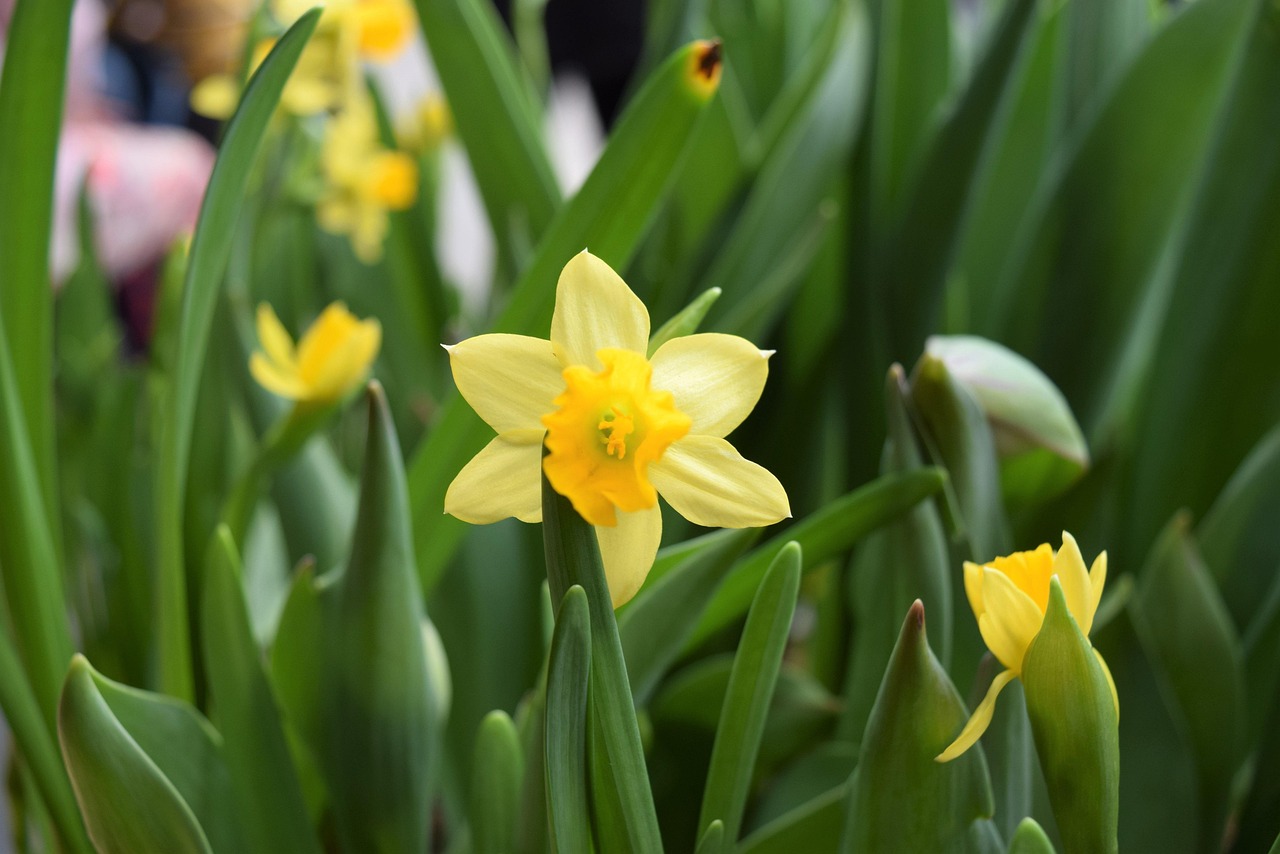 Daffodil Flower Plant Yellow - Free photo on Pixabay - Pixabay