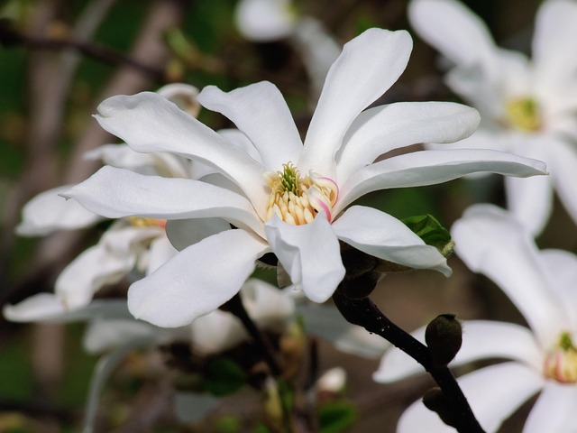 10 + 무료 Lily Magnolia & 목련 이미지 - Pixabay