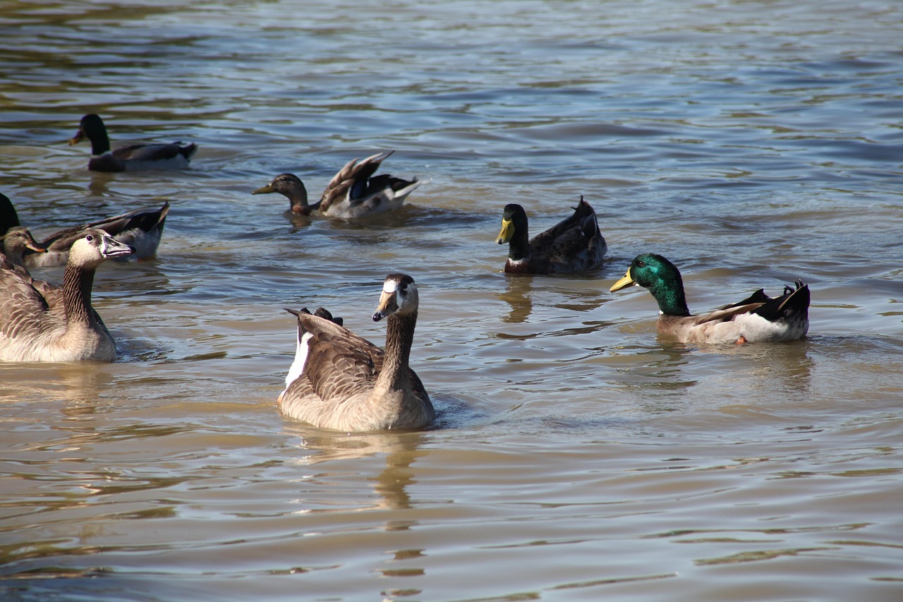 Geese Ducks Lake - Free photo on Pixabay - Pixabay