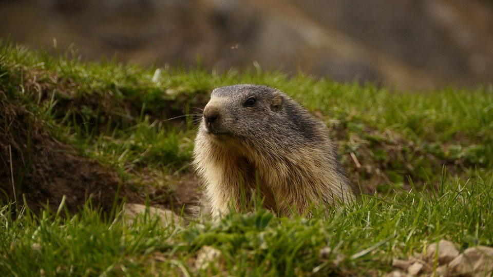 Marmot Rodent Animal - Free photo on Pixabay