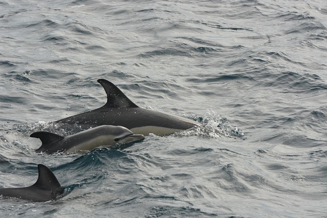 Common Dolphins Jumping Swimming - Free photo on Pixabay - Pixabay