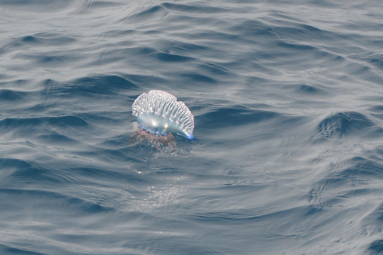 Portuguese Man O War Jellyfish Free Photo On Pixabay Pixabay