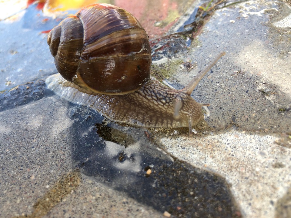 Snail Water Spiral - Free photo on Pixabay - Pixabay