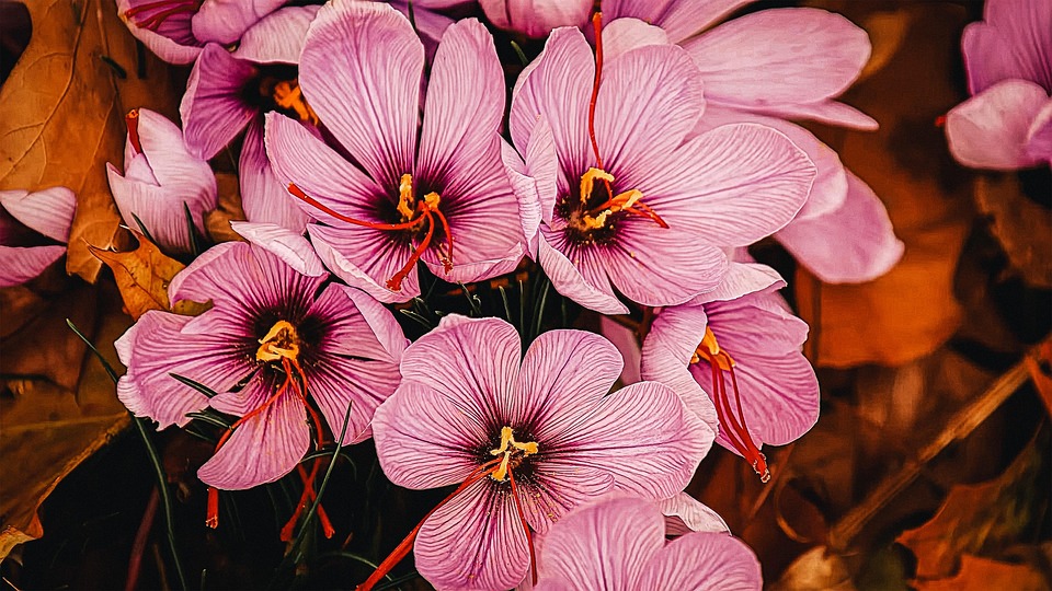 Autumn Crocus Flowers Blossom - Free photo on Pixabay - Pixabay