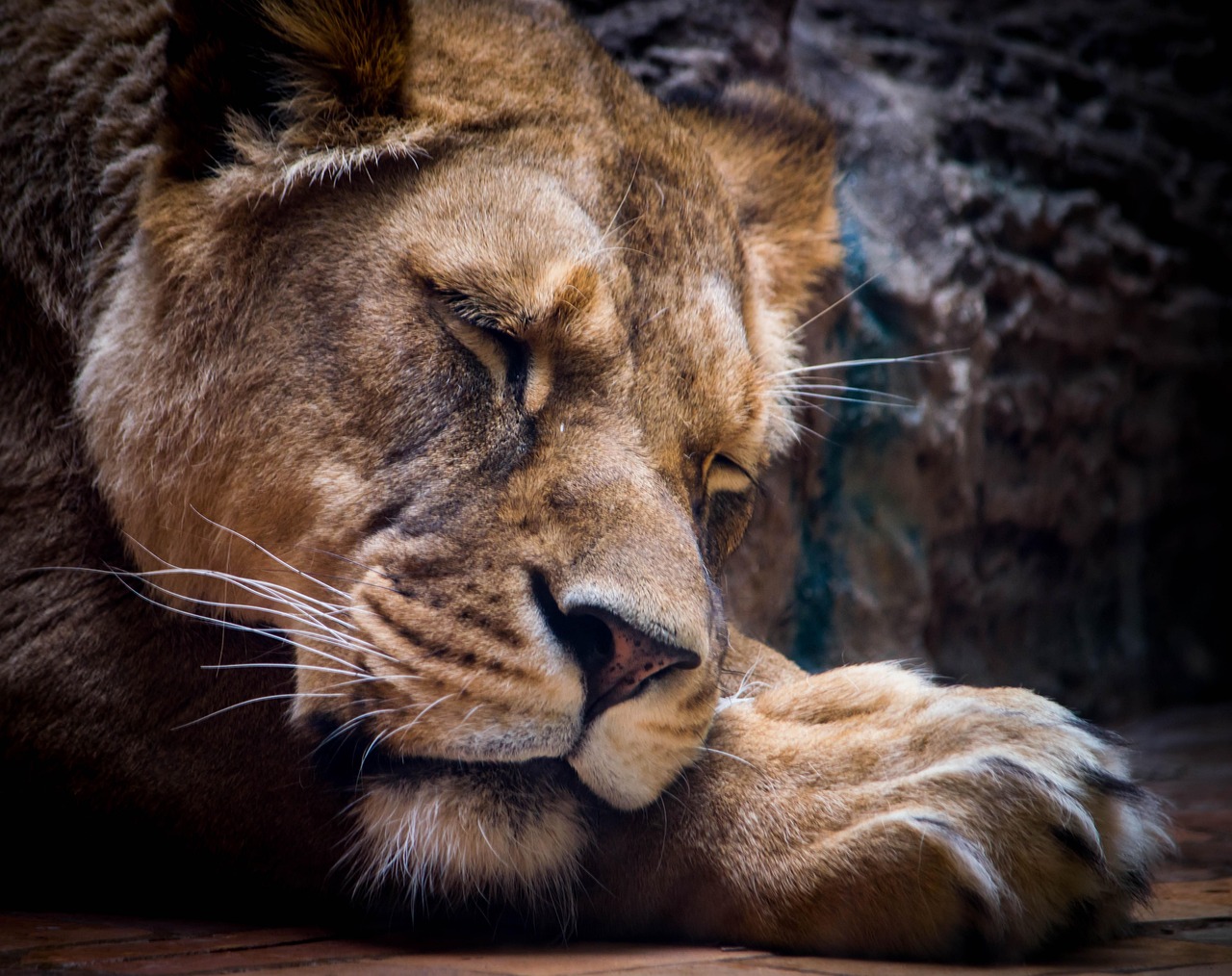 Leão Animal Jardim Zoológico - Foto gratuita no Pixabay - Pixabay