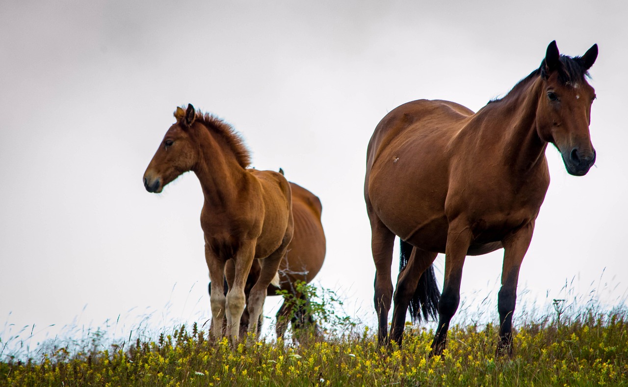 Pferde Tiere Weide - Kostenloses Foto auf Pixabay - Pixabay