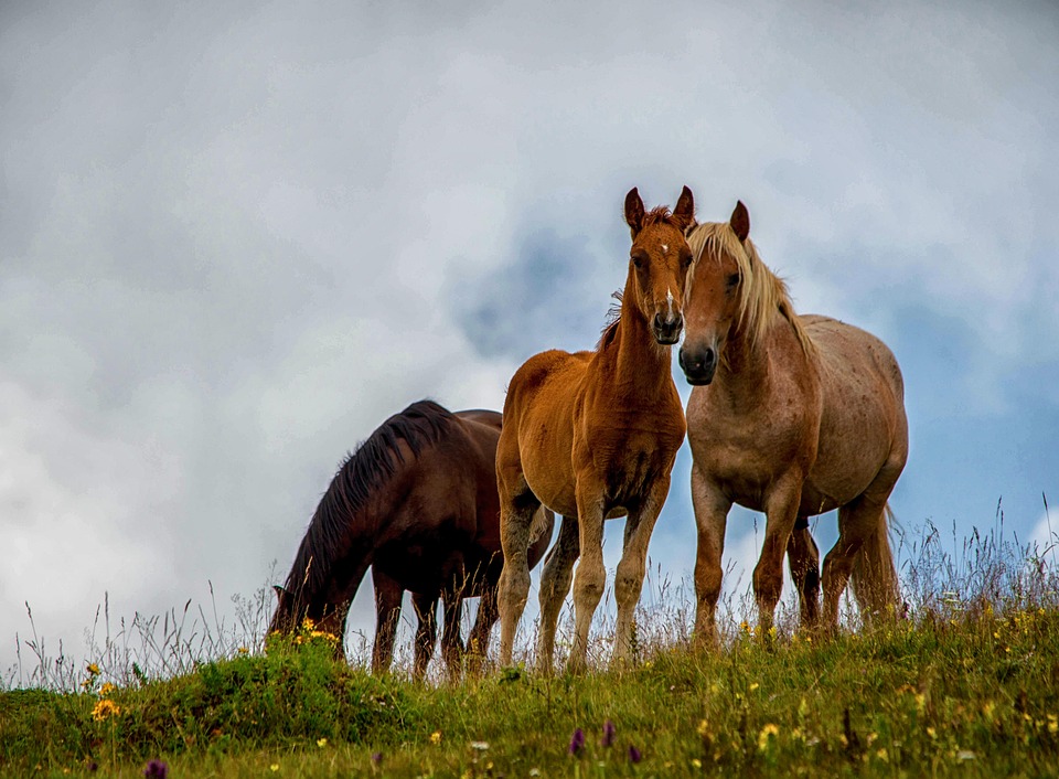 Horses Animals Pasture - Free photo on Pixabay - Pixabay