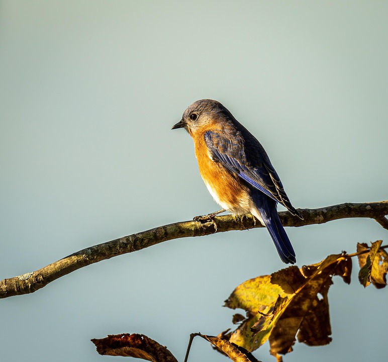 Bluebird Bird Perched - Free photo on Pixabay