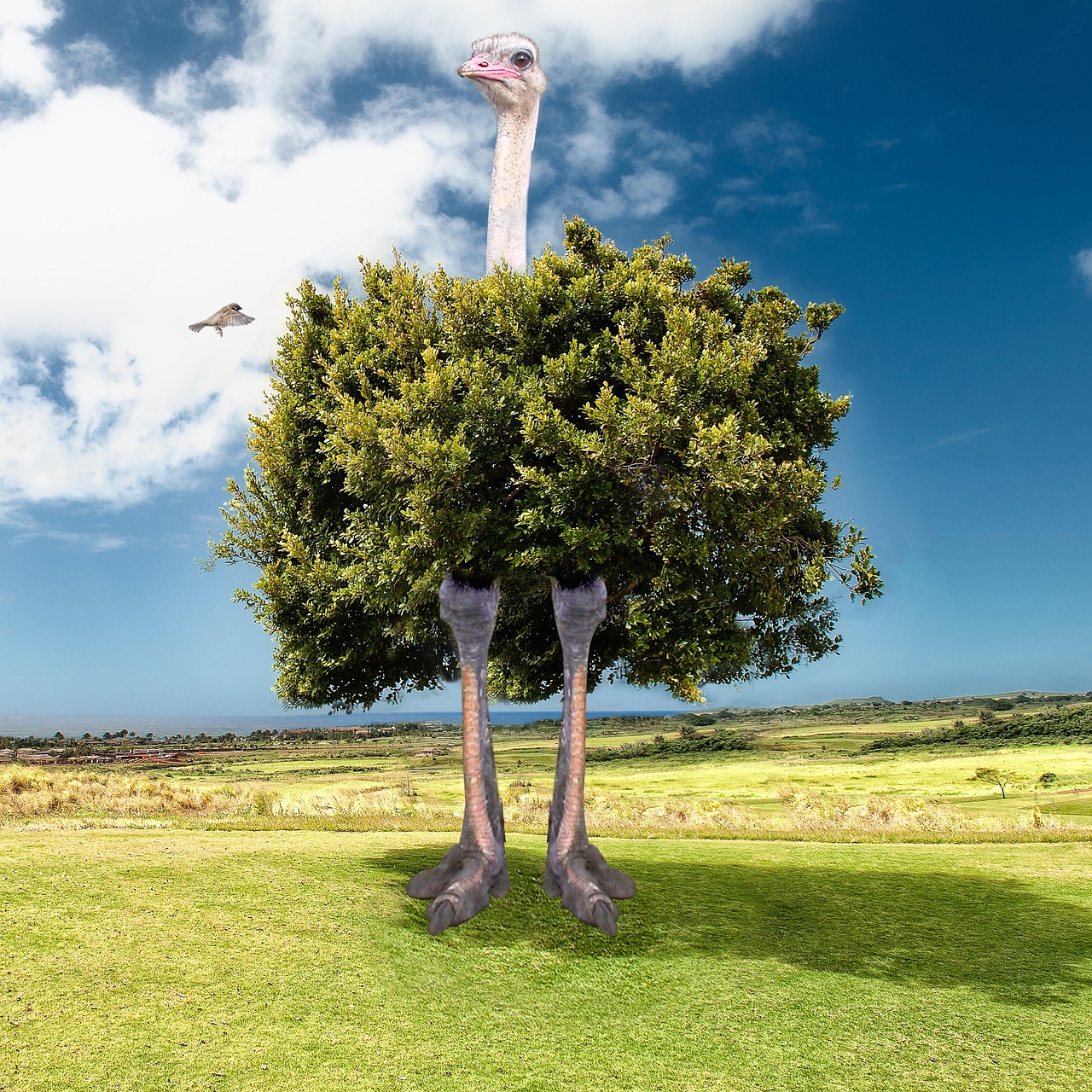 Autruche Arbre Manipulation De - Photo gratuite sur Pixabay - Pixabay