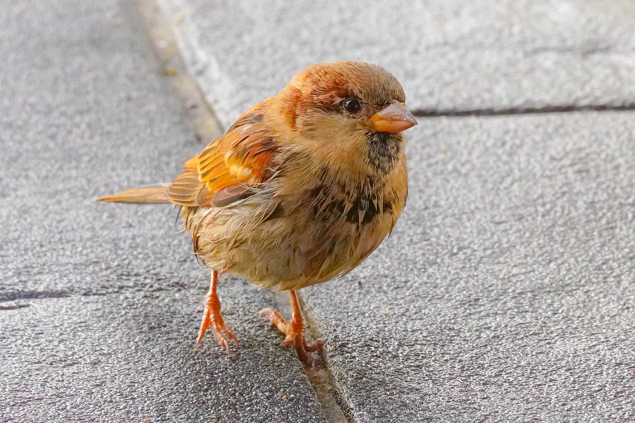 Chestnut Sparrow Bird Animal - Free photo on Pixabay - Pixabay
