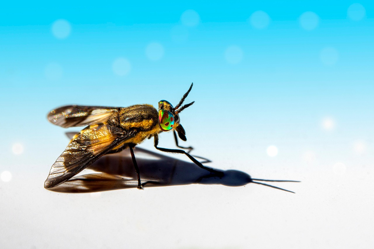 広がったメクラアブ 飛ぶ 虫 Chrysops - Pixabayの無料写真 - Pixabay