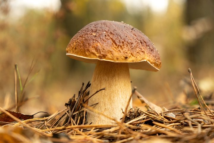 Peste 200 de imagini gratuite cu Ciuperci Comestibile și Ciuperci - Pixabay