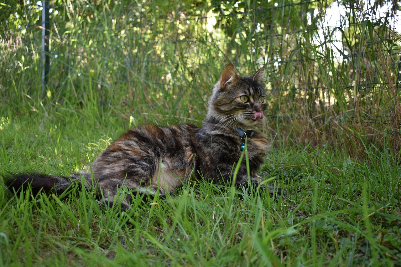 Ocicat Cat Breed Guide A Wild Looking Tame Sociable Feline Ocicat – The ...