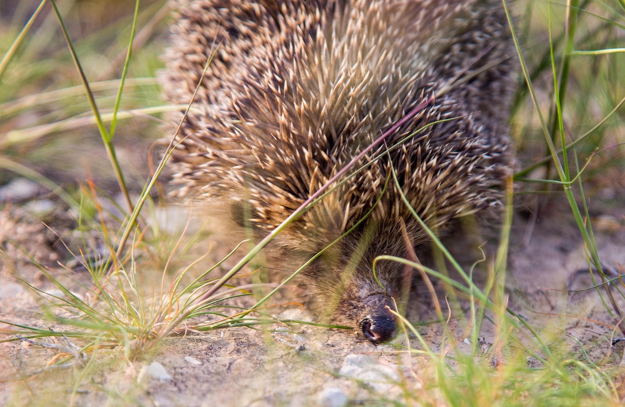 Igel Natur - Kostenloses Foto auf Pixabay - Pixabay