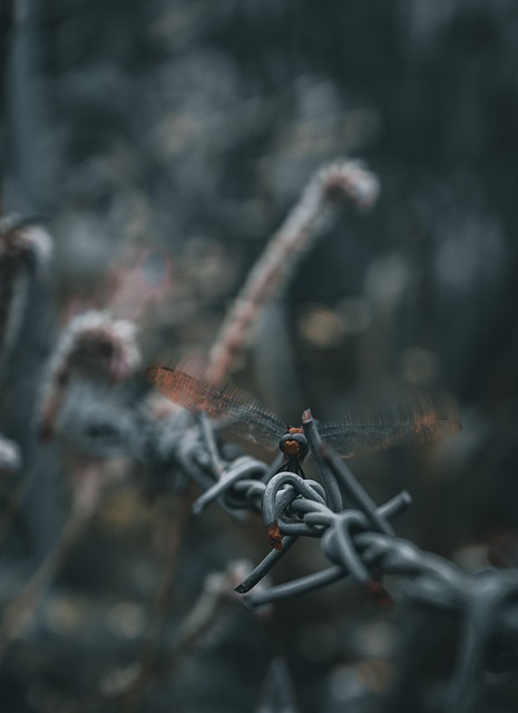 Dragonfly Insect Barbed Wire - Free photo on Pixabay