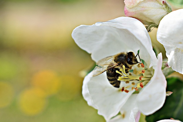 Lebah Bunga Nektar Kol - Foto gratis di Pixabay - Pixabay