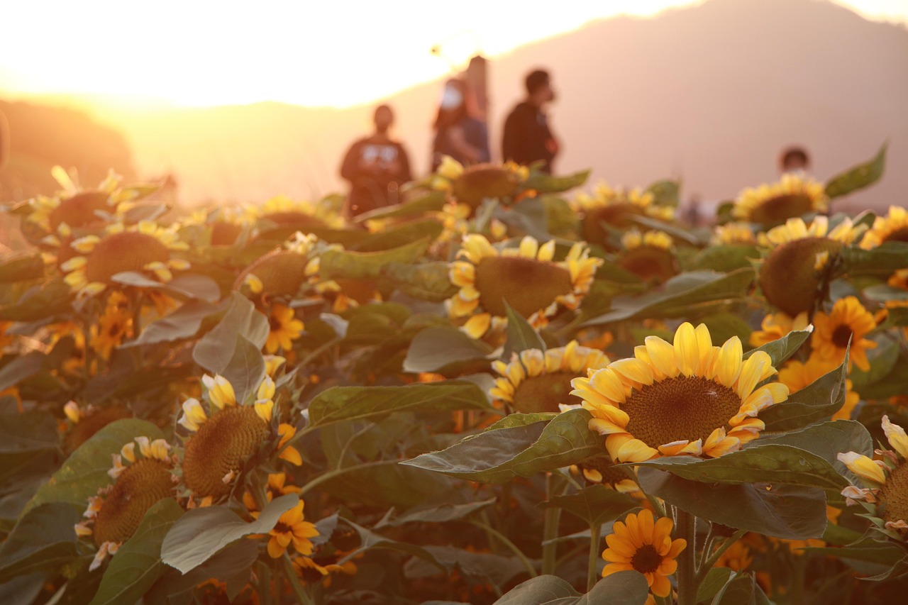 Sunflower Autumn - Free photo on Pixabay - Pixabay