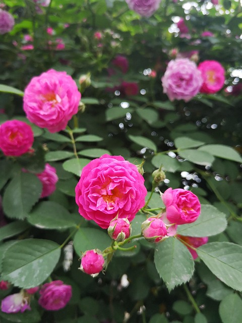 Rosa China Flor - Foto gratis en Pixabay - Pixabay