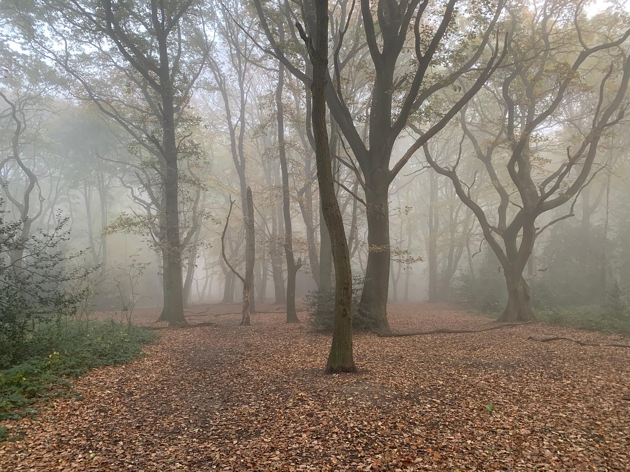 Bosque Niebla Neblina - Foto gratis en Pixabay