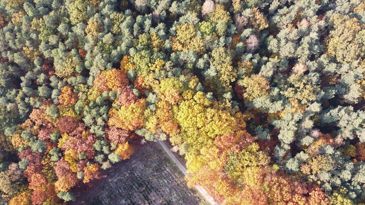 Pădure Toamnă Copaci - Fotografie gratuită pe Pixabay - Pixabay