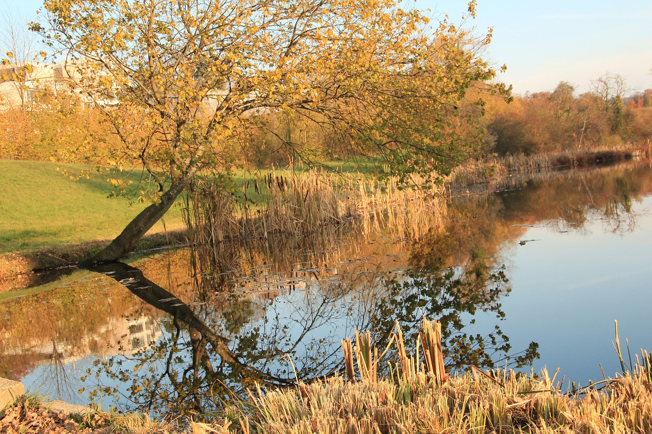 Fall Moor Water - Free photo on Pixabay - Pixabay