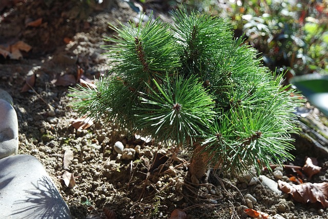 Needles Conifer Plant - Free photo on Pixabay