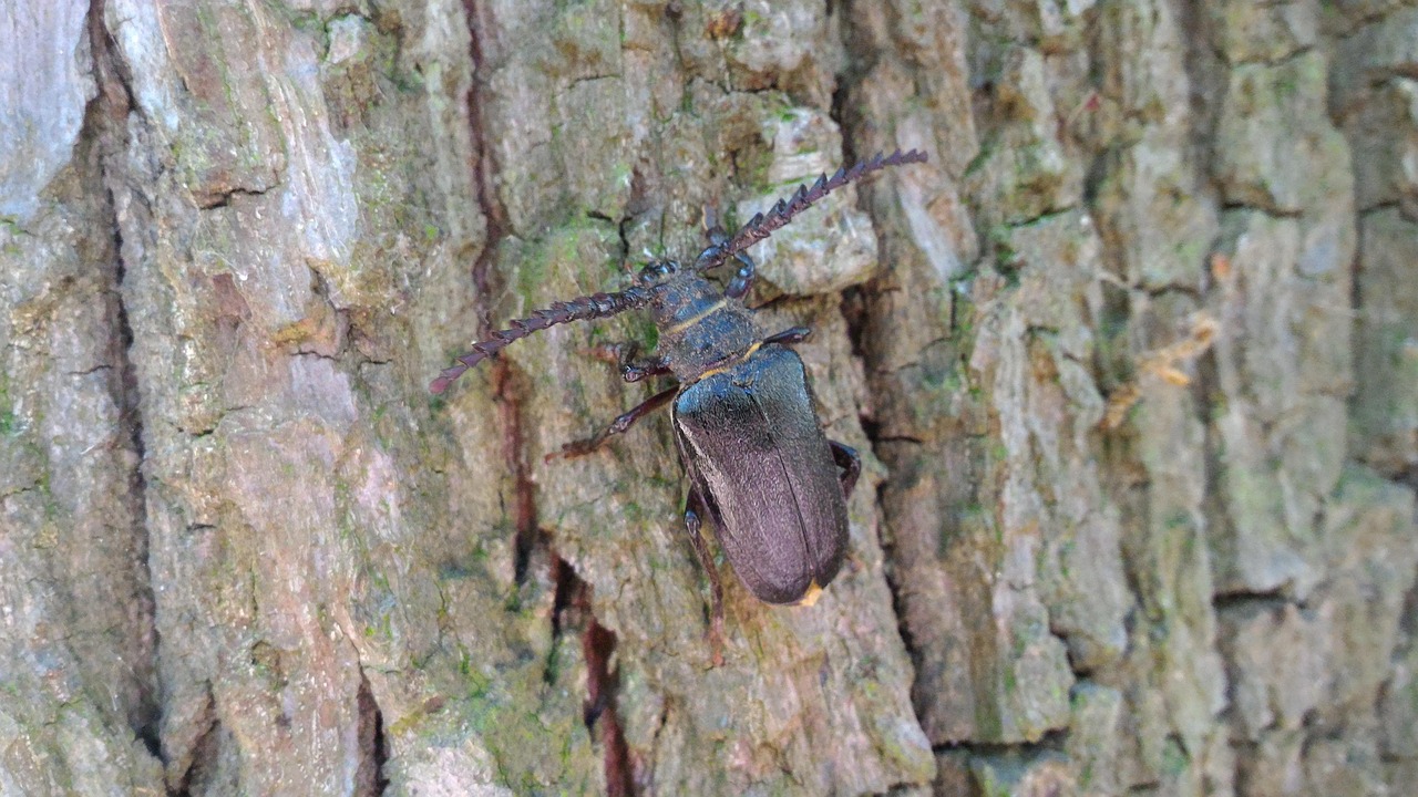 Beetle Insect Insects - Free photo on Pixabay