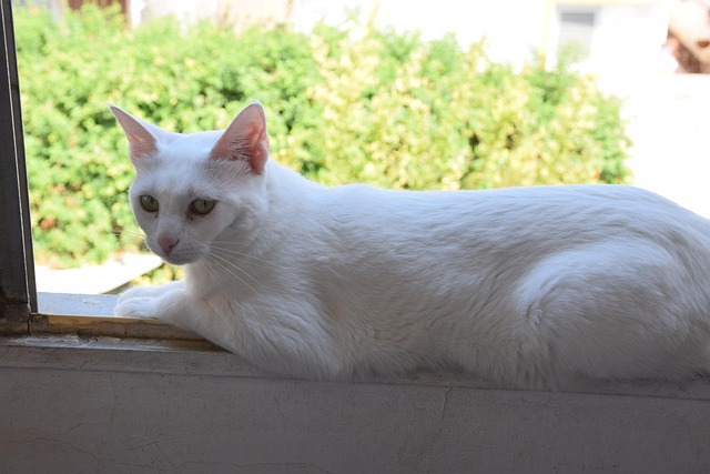 Cat Kitty White - Free photo on Pixabay - Pixabay