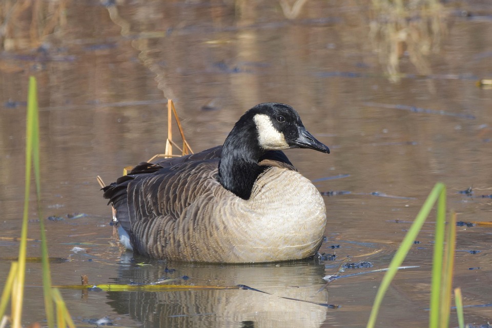 Canada Goose Bird Animal Wild - Free photo on Pixabay - Pixabay