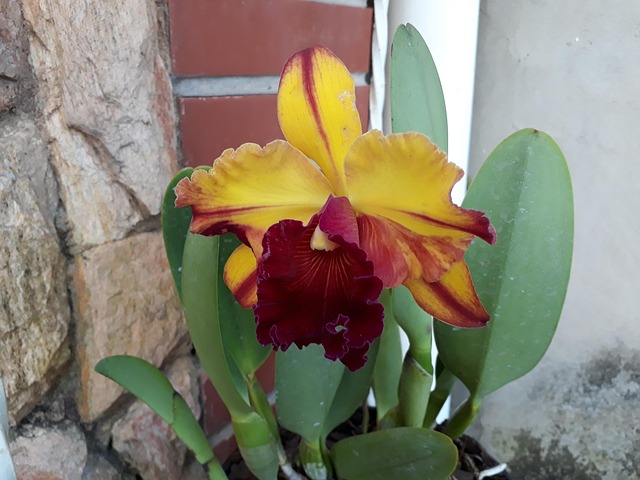 La Nature Orchidée - Photo gratuite sur Pixabay - Pixabay
