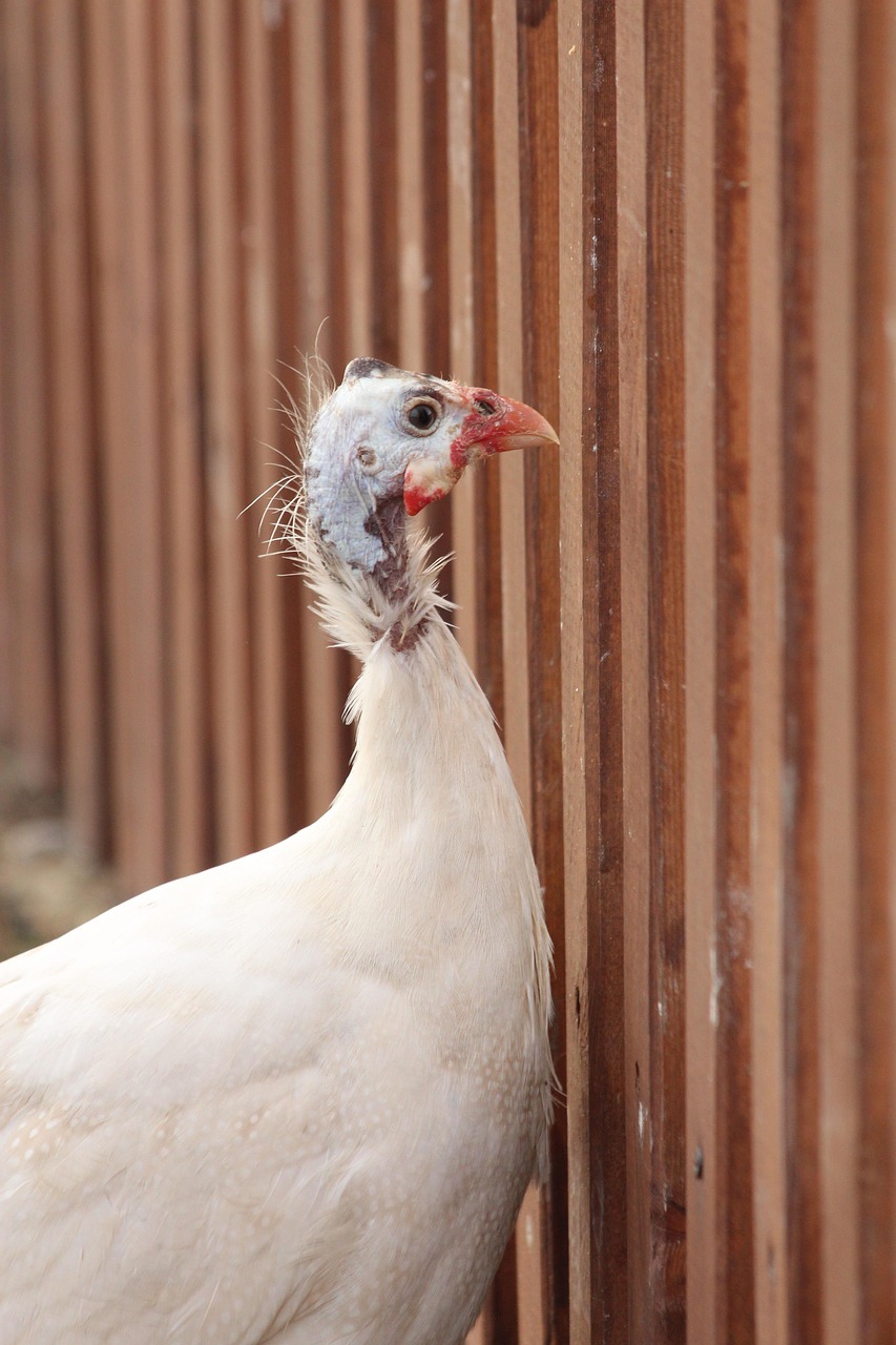 Guinea Fowl White Color Bird - Free photo on Pixabay
