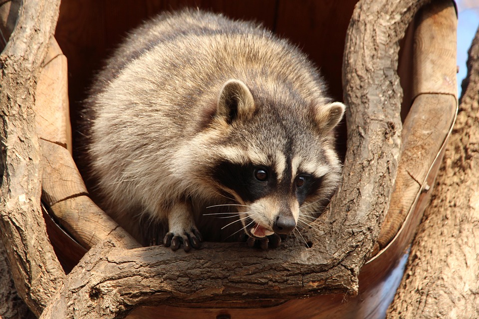 Raccoon Animals Nature Procyon - Free photo on Pixabay