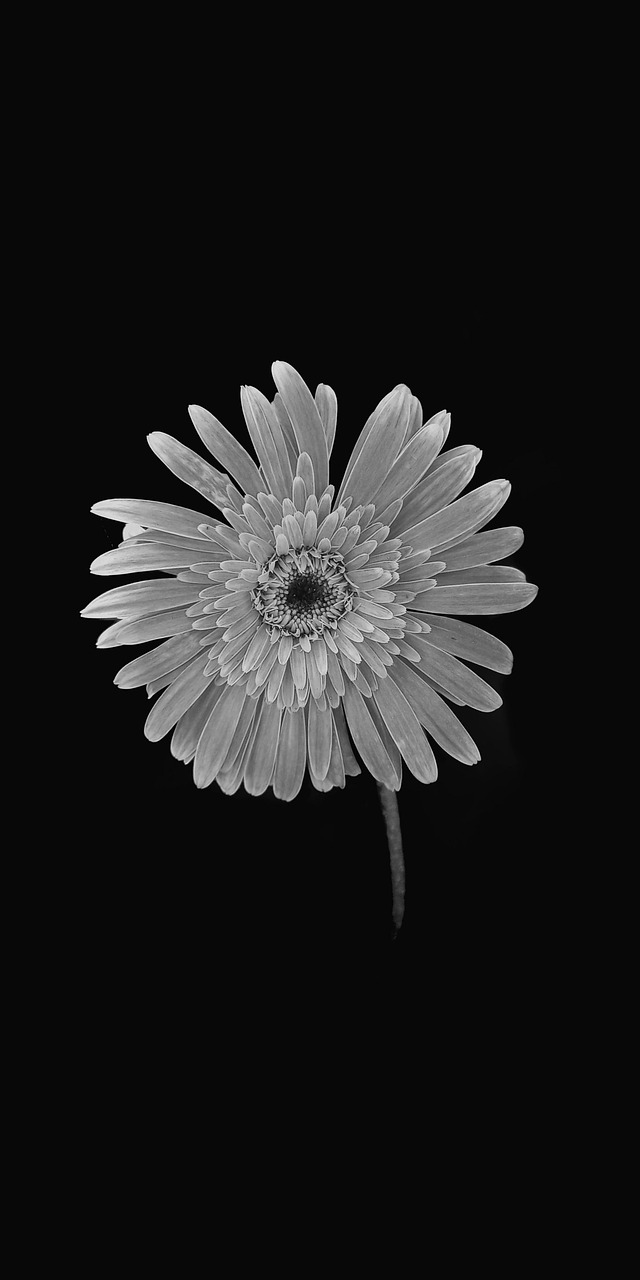 Fleur Dahila Noir - Photo gratuite sur Pixabay - Pixabay