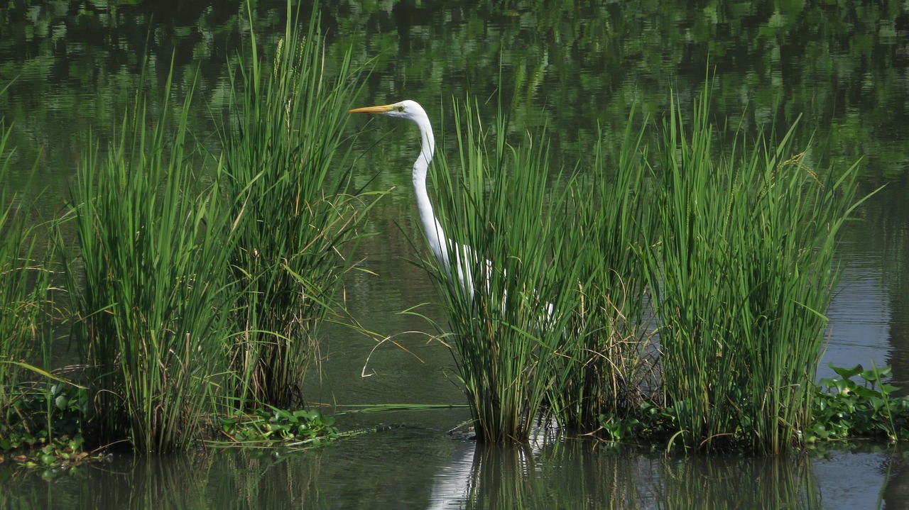 Garza Blanca Pájaro Río Garceta - Foto gratis en Pixabay