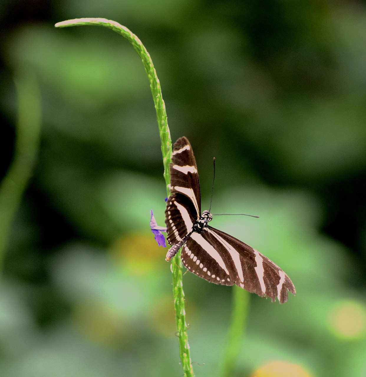 Butterfly Insect Zebra Longwing - Free photo on Pixabay