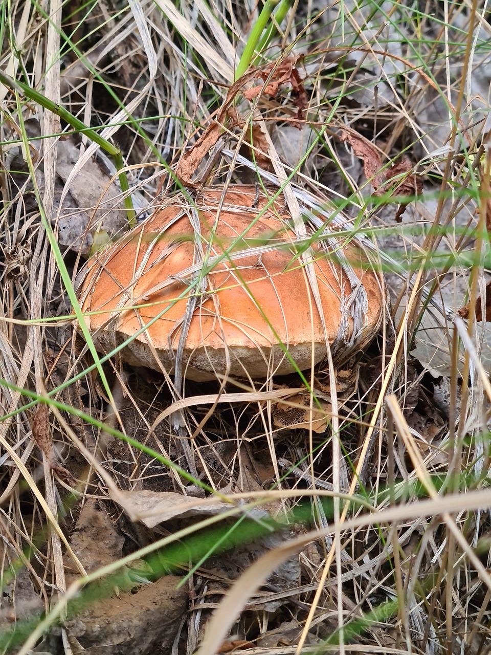 Forest Mushrooms Nature - Free photo on Pixabay - Pixabay