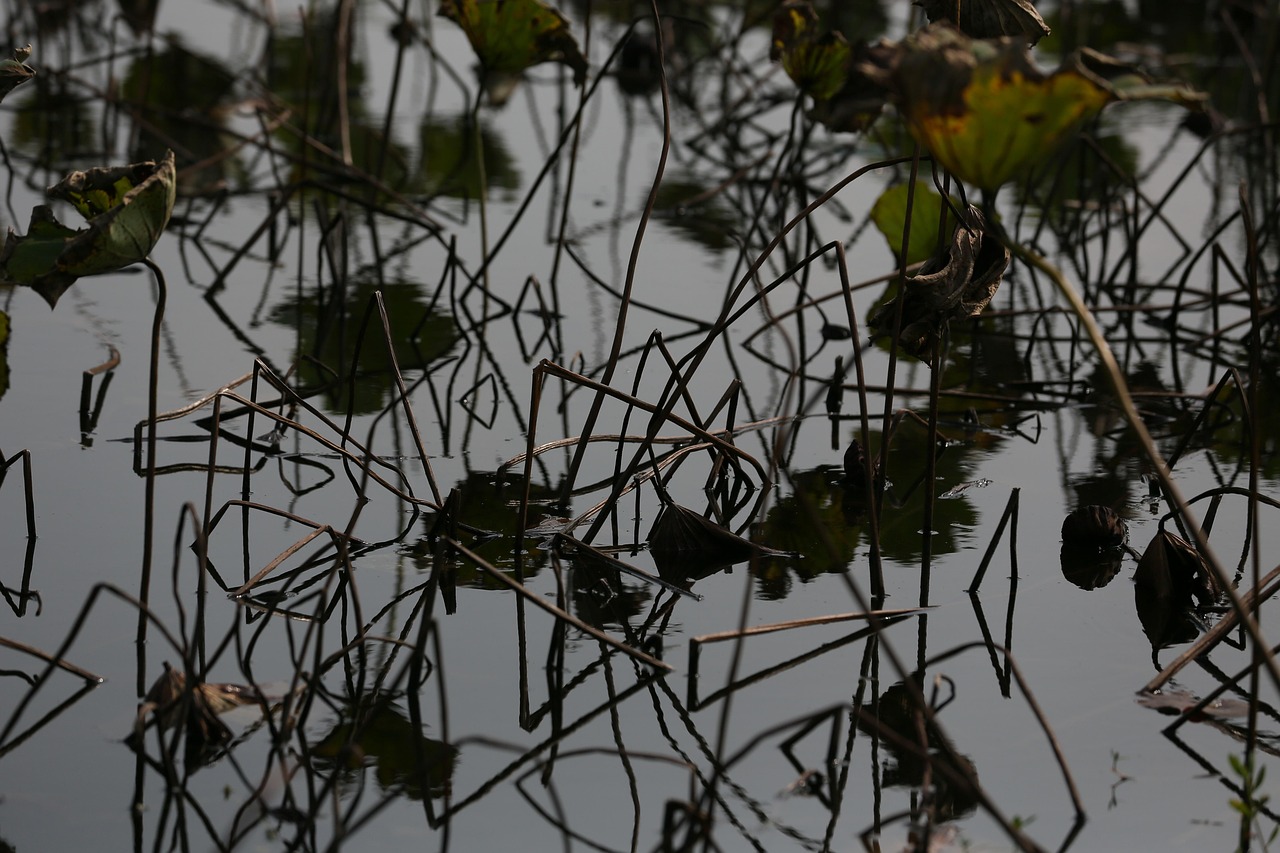 Feuille De Lotus Automne - Photo gratuite sur Pixabay - Pixabay