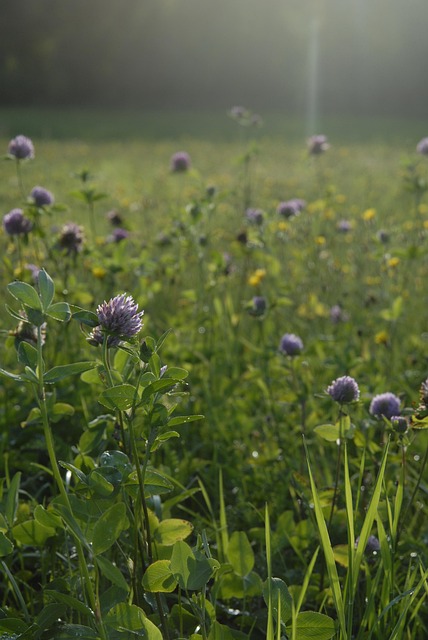 Bunga-Bunga Semanggi Rumput - Foto gratis di Pixabay - Pixabay
