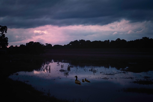 Mississippi Landscape Pond - Free photo on Pixabay - Pixabay