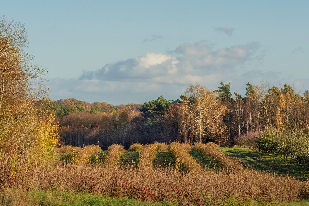 Meadow Field Landscape - Free photo on Pixabay